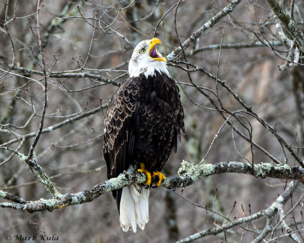 Gallery - Mark Kula Photography